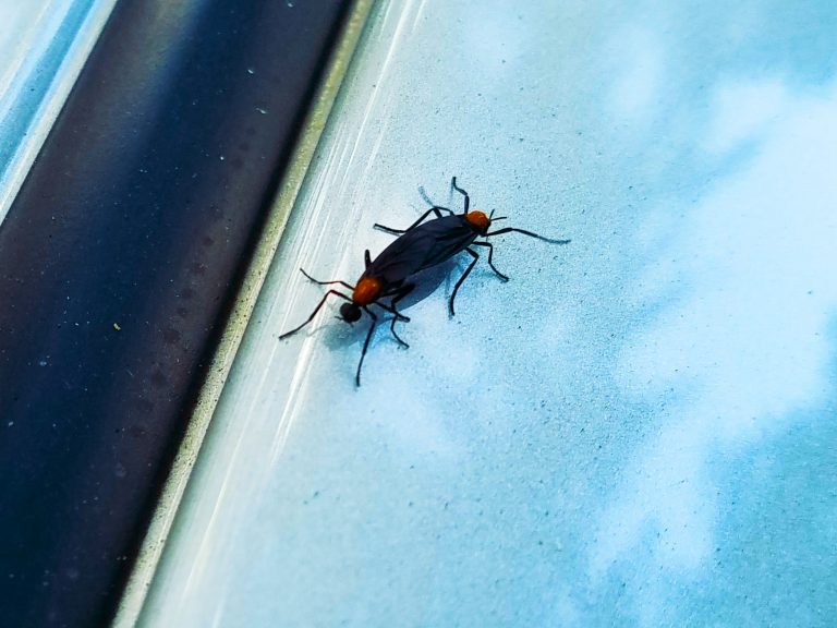 Lovebugs – The Importance Of Removing Them Promptly – Ask a Pro Blog
